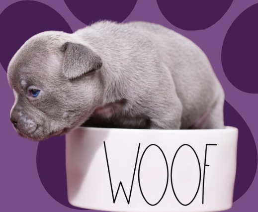 Shop for Essential Dog Care Products at Woof Woof Station